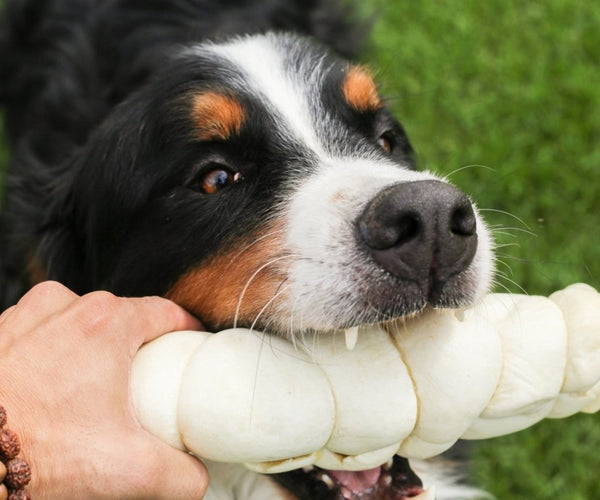 Beef Cheek Chews: A Safe & Long Lasting Rawhide Alternative – Top Dog Chews