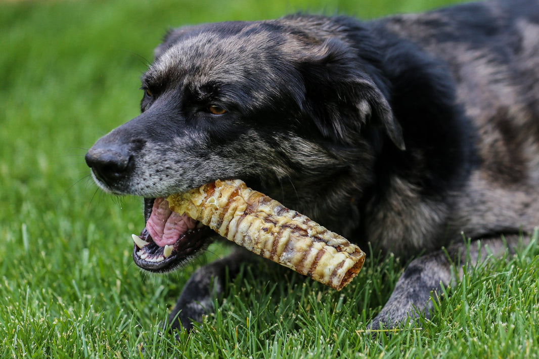 Top Dog Chews All Natural Dog Treats